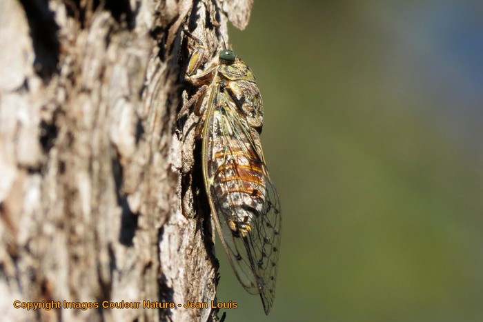 Images-Couleurs-Nature-Galeries-Cigale-grise